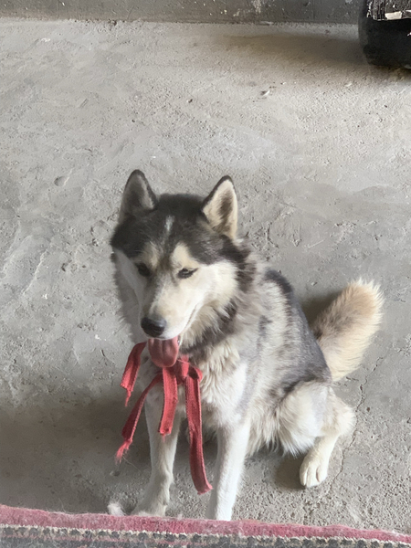 Haski Хаски