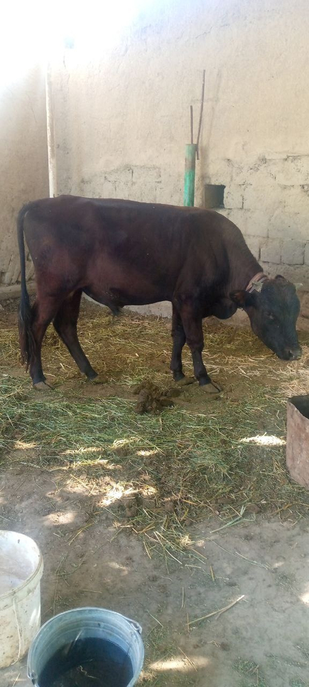 Buqa sotiladi Loshada