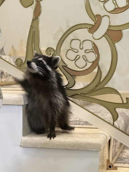 Продается енот 4 месячный Raccon