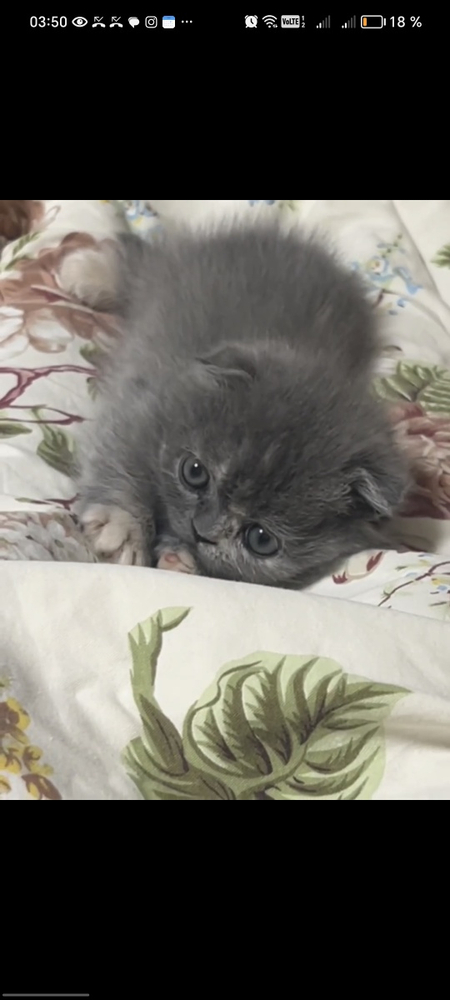 Продаются котята Манчкин