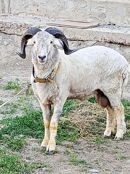 Shishak barralar sotiladi