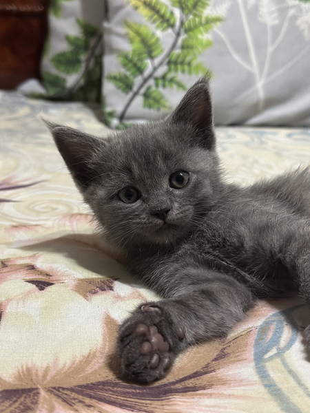 Продаются котята Скоттиш Фолд