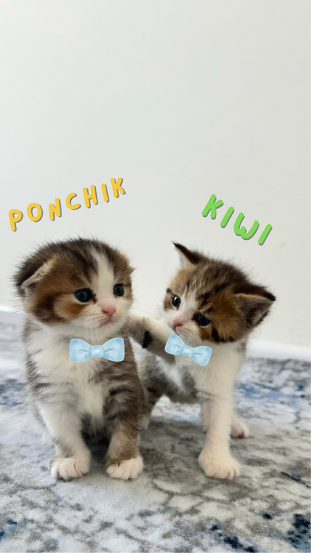 Mushukchalar sotiladi / котенки - Scottish fold va Scottish Strayt