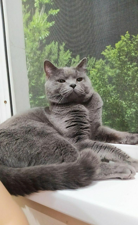 Scottish fold правильная вязка