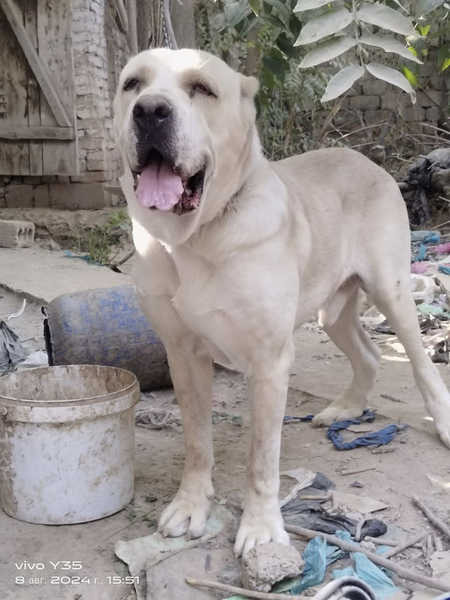 Turkman alabay sotlad