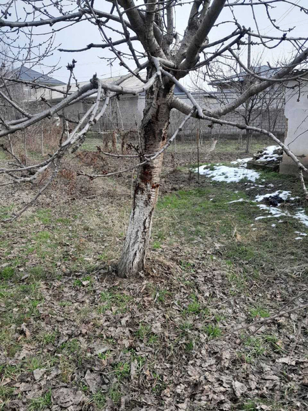 Yer sotiladi 6 sotix