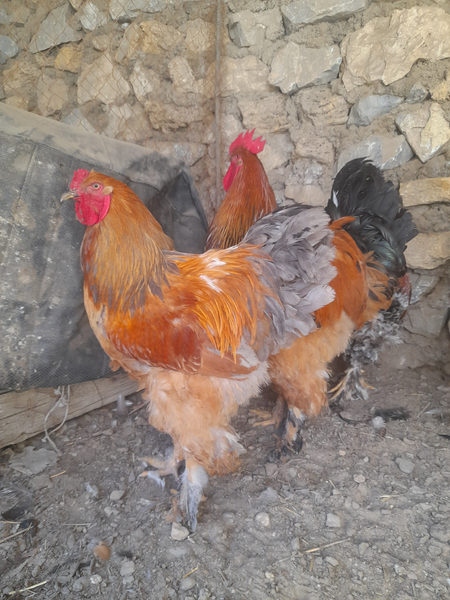 Barama xuro'zlari