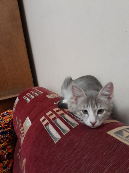 Отдам котёнка в хорошие руки