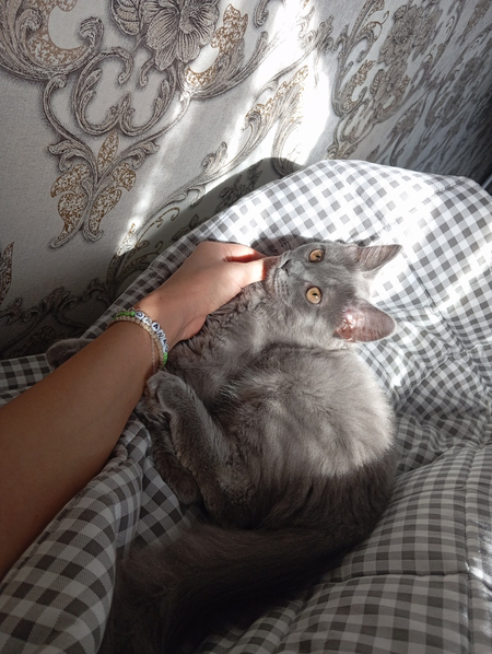Продается котенок скотишь фолд 700к