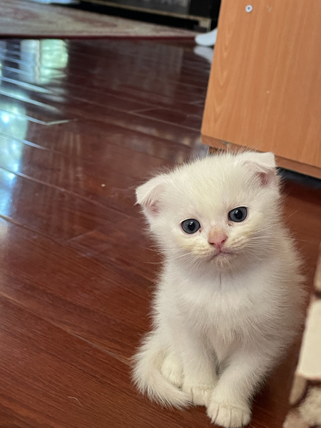 Котята Скотиш фолд
