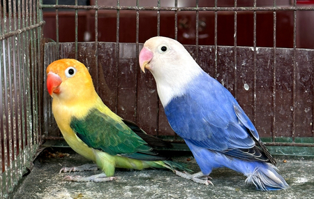 Violet opaline + parblue euwing opaline (готовая пара)