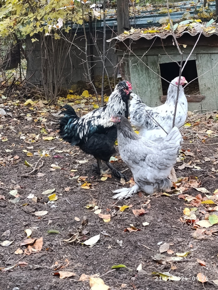 Продам тёмного  крупного петуха