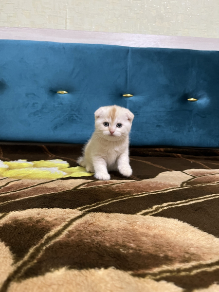 Шотладксие котята