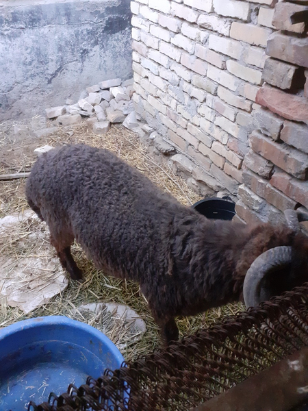 Zottor  semiz qochqor
