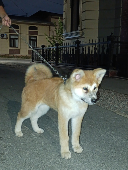 Японский собака  хатико