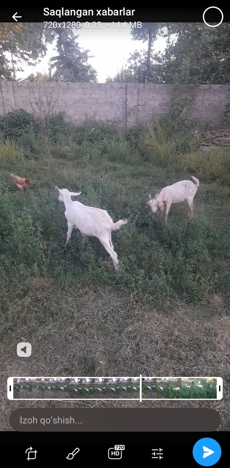 Echki 6 oyli urg\\\'ochi sotiladi