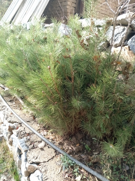 Крим Арча кучатлари