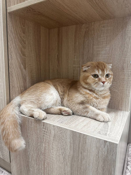 Вязка кота (Scotish fold)