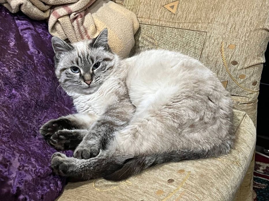 Кошка в добрые руки