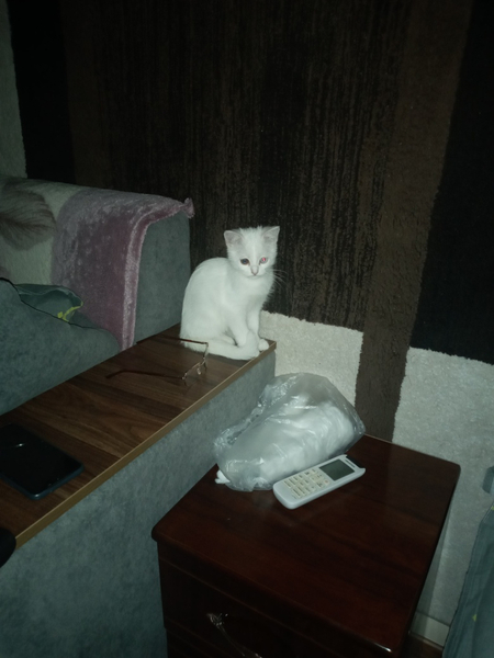 Продаётся котёнок