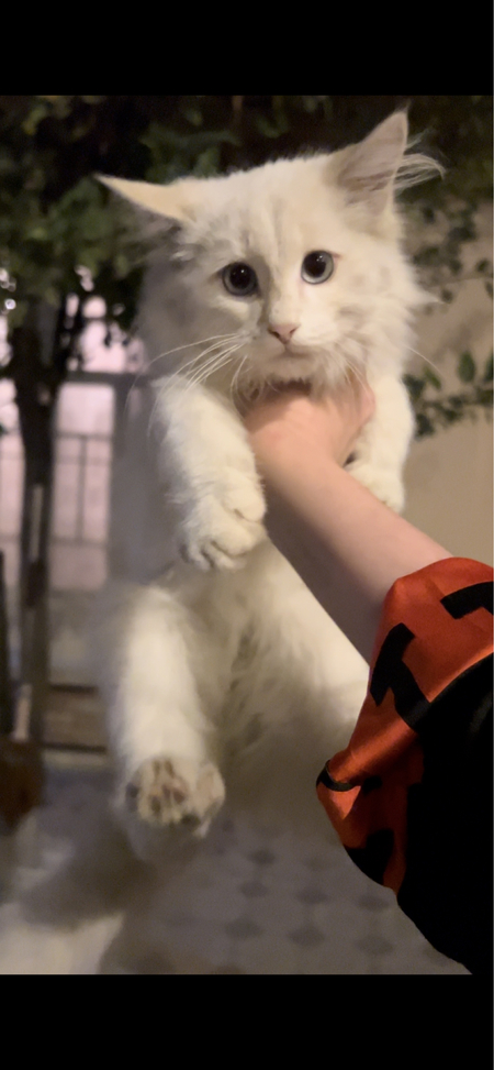 Продаётся котик