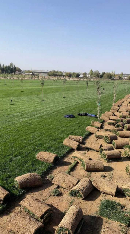 Gazzon ekamiz hazon dorlimz
