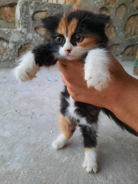 Zotdor Mushuk sotiladi otasi scottish fold onasi siamskiy