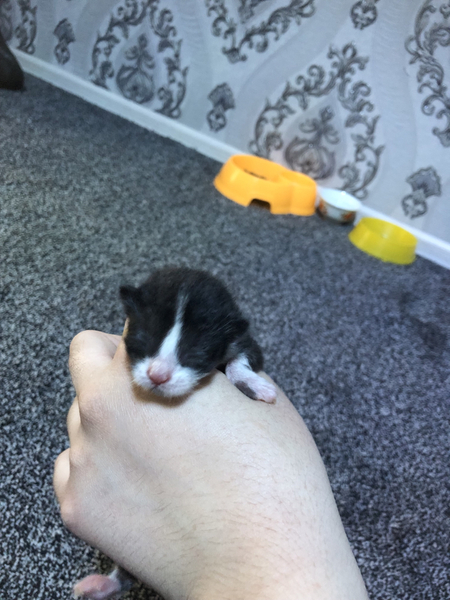 Scottish  fold.
