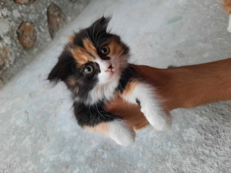 Zotdor Mushuk sotiladi otasi scottish fold onasi siamskiy