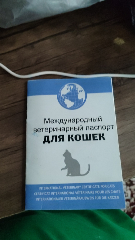 Vyazkaga qiz mushuklarni taklif qilamiz