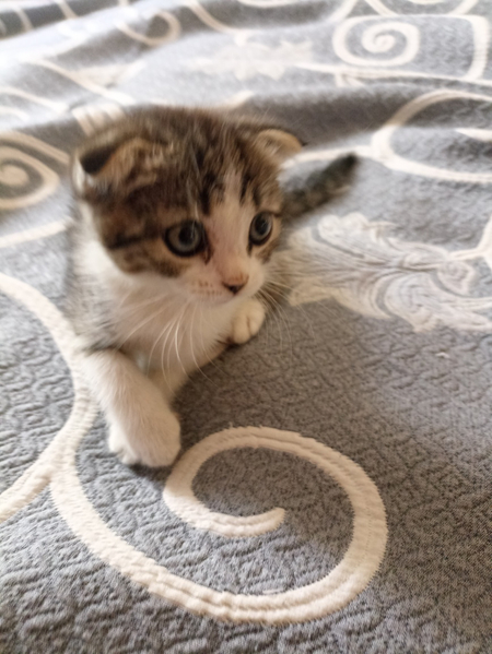 Чистокровный Вислоухий Scottish Fold (кошка)