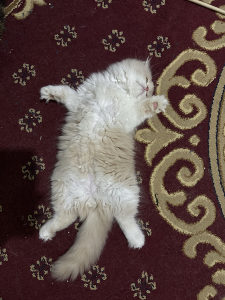 Scottish fold erkak sotiladi