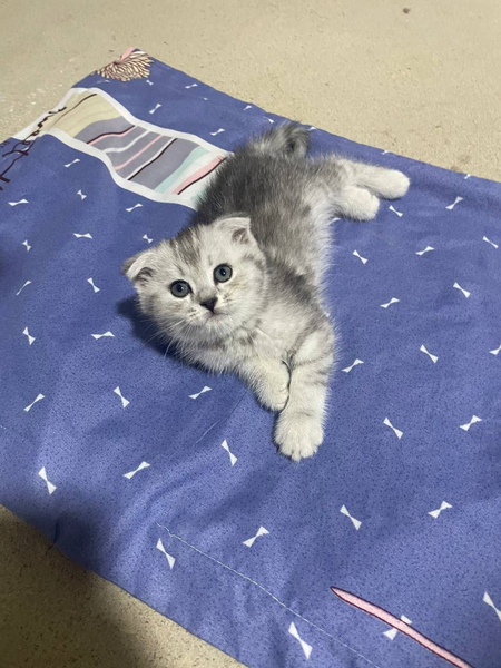 Шотланский висло уха