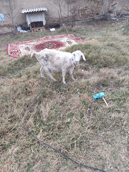 Echki Sotiladi ona bola bolasi erke kunigat 1 letir suti bor