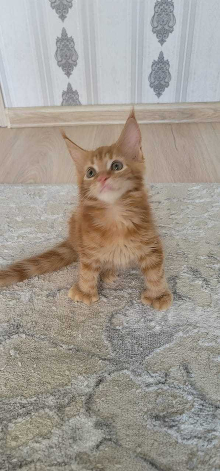 Котята Мейн-кун полидакт