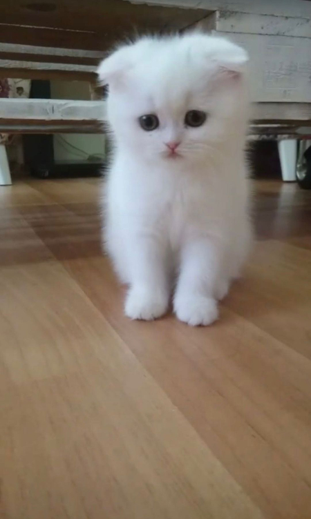 Продается Котёнок
