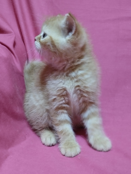 Продаются котята шотландцы