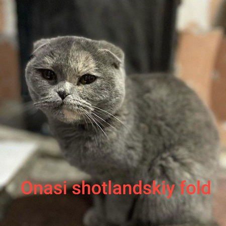 Sotiladi Britanskiy