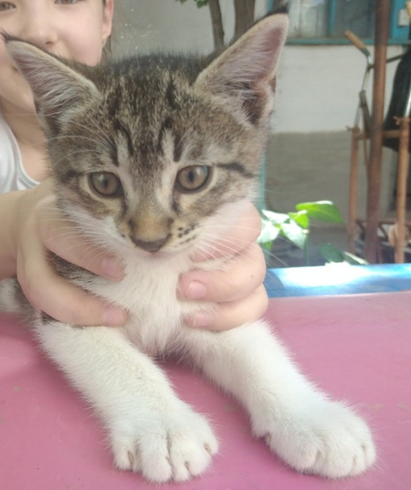 Отдам котят. В хорошие добрые руки