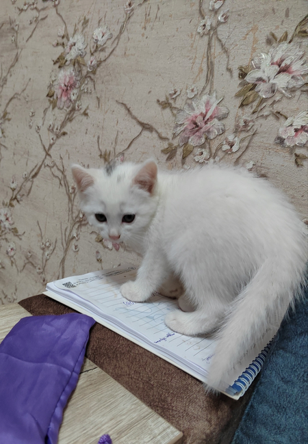 Продается кошечка