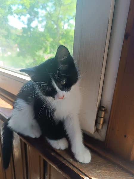 Ласковый котёнок !!!