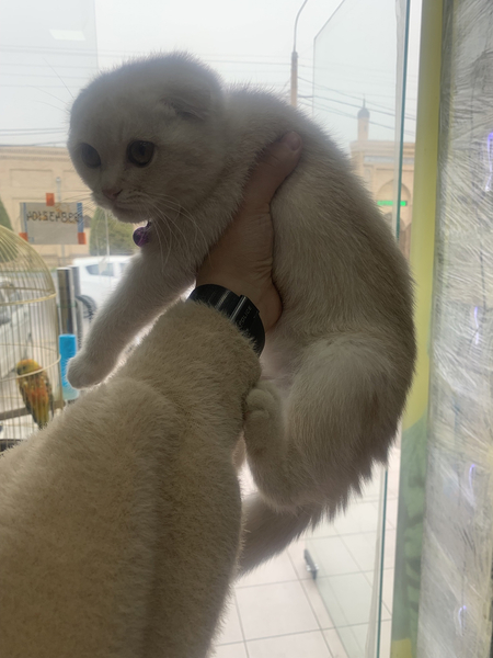 Шиншилла скотиш фолд