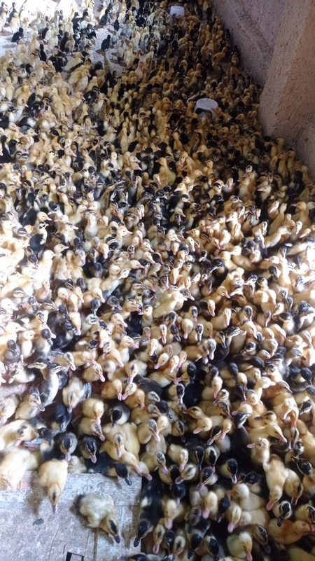 pekinskiy ordak jojalar neshta kerak bolsa bor
