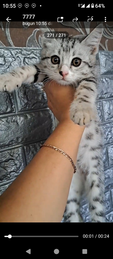 Bewyuzming Serebristi qiz
