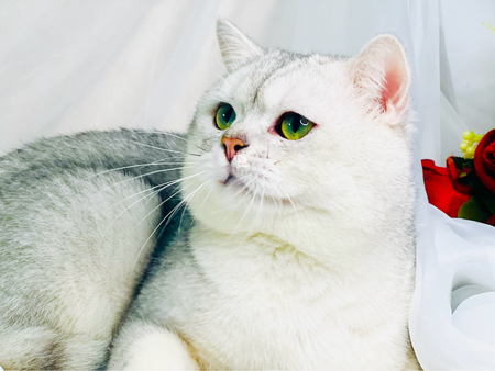Шикарный кот серебристая шиншилла