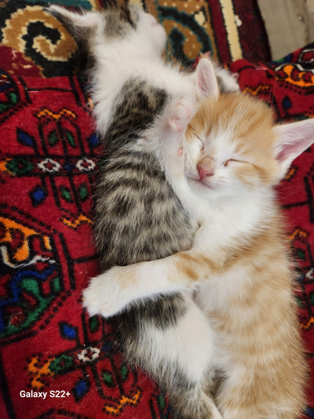 Отдам котят на хорошие руки
