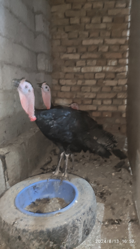 Домашние индюки Уй куркалари