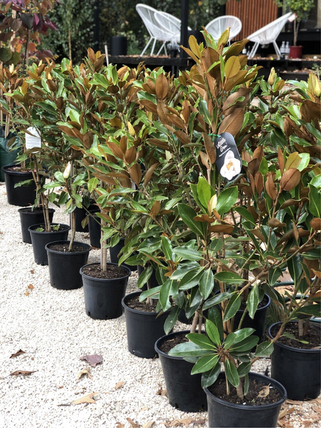 Magnoliya grandiflora little gem