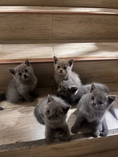 Британские котята Mushulkar