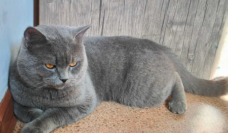 Котик Скоттиш Страйт на вязку